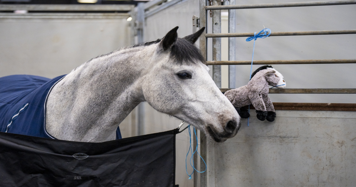 Le Salon du Cheval à Bordeaux - Jumping International de Bordeaux